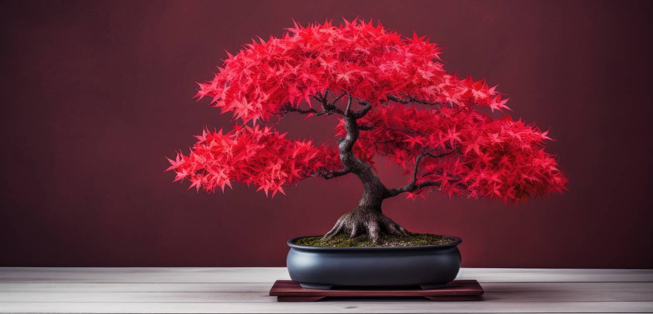 Der Bonsai Baum als gefragte Zimmerpflanze: Definition, Schnitt und ...